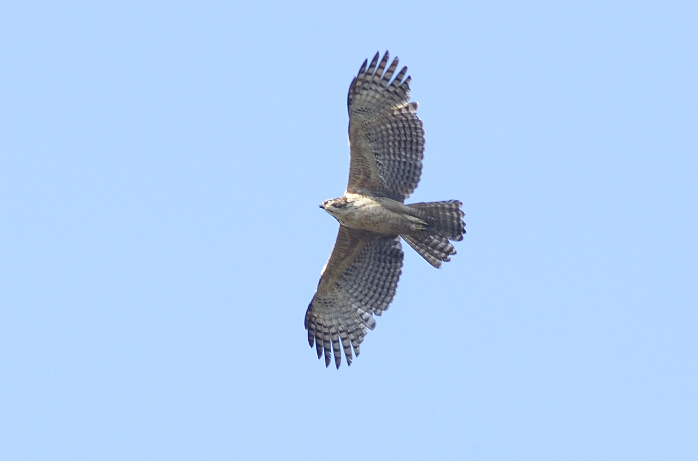 クマタカ｜日本の鳥百科｜サントリーの愛鳥活動