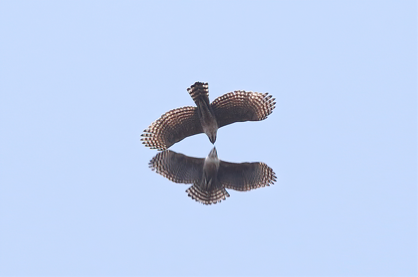 クマタカ｜日本の鳥百科｜サントリーの愛鳥活動